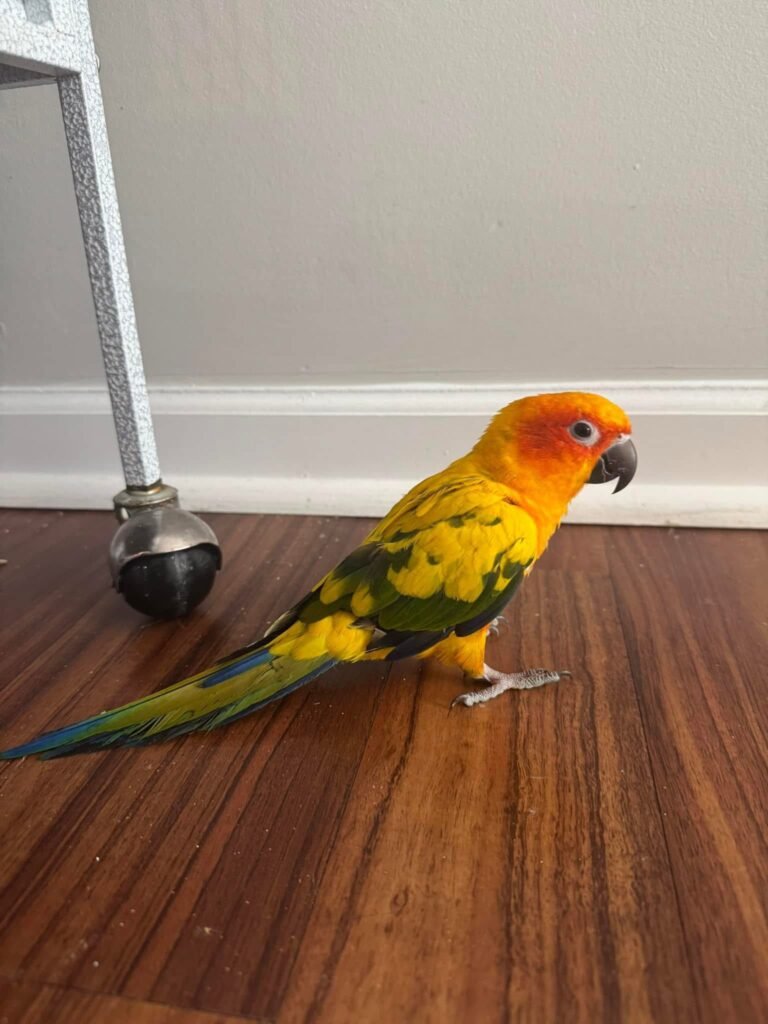 Conure Parrot for Sale UK | Hand-Raised Conures