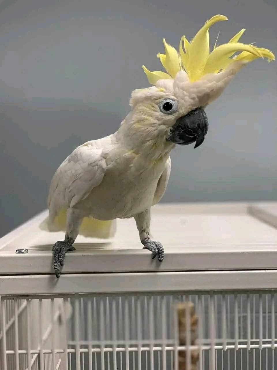 Cockatoo Parrot for Sale UK | Hand-Raised Cockatoos