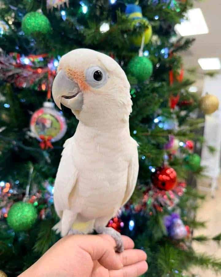 Cockatoo Parrot for Sale UK | Hand-Raised Cockatoos