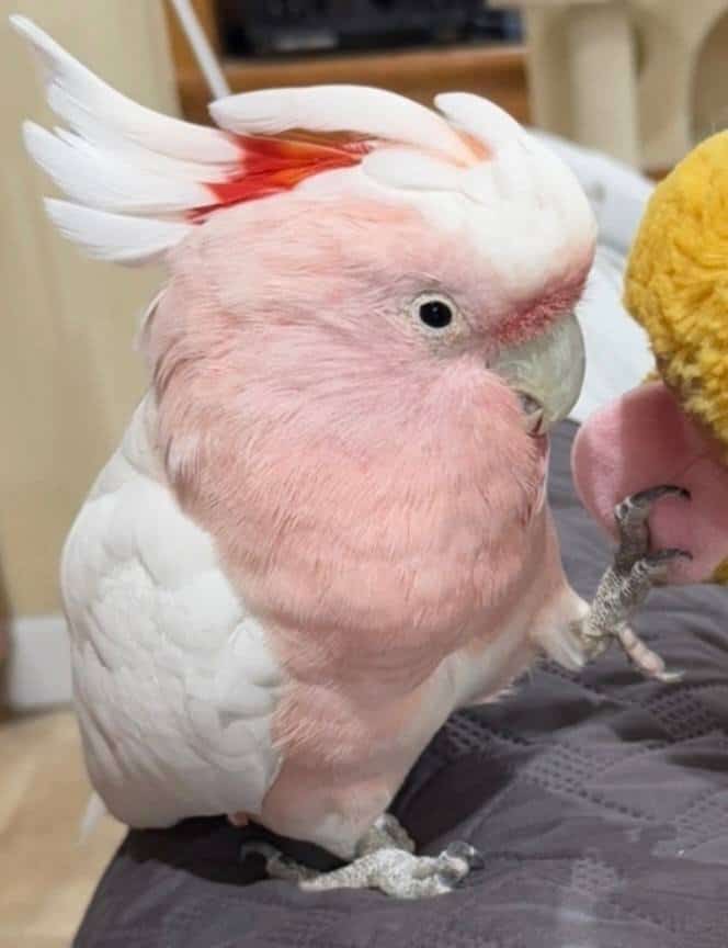 Cockatoo Parrot for Sale UK | Hand-Raised Cockatoos