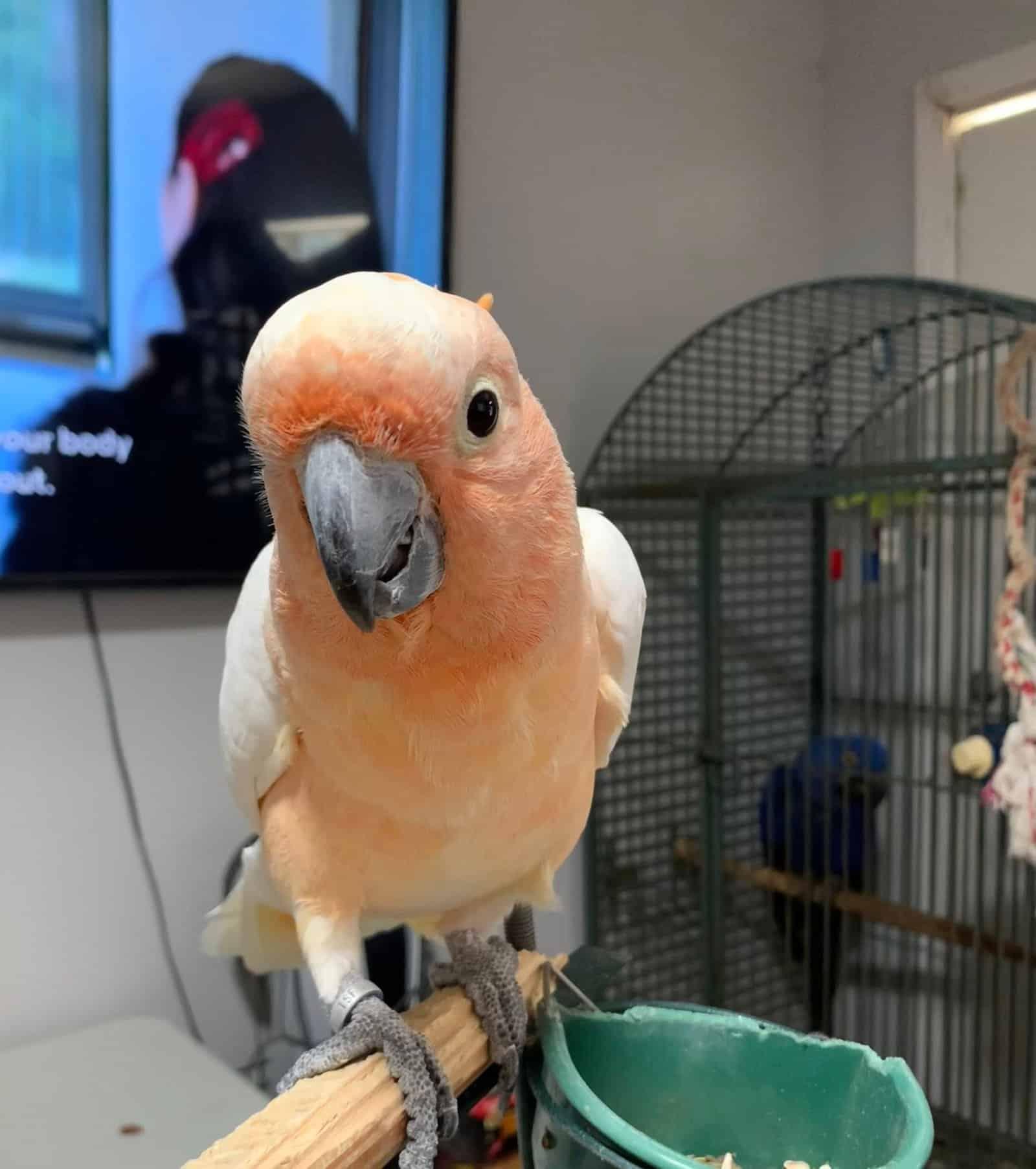 Cockatoo Parrot for Sale UK | Hand-Raised Cockatoos