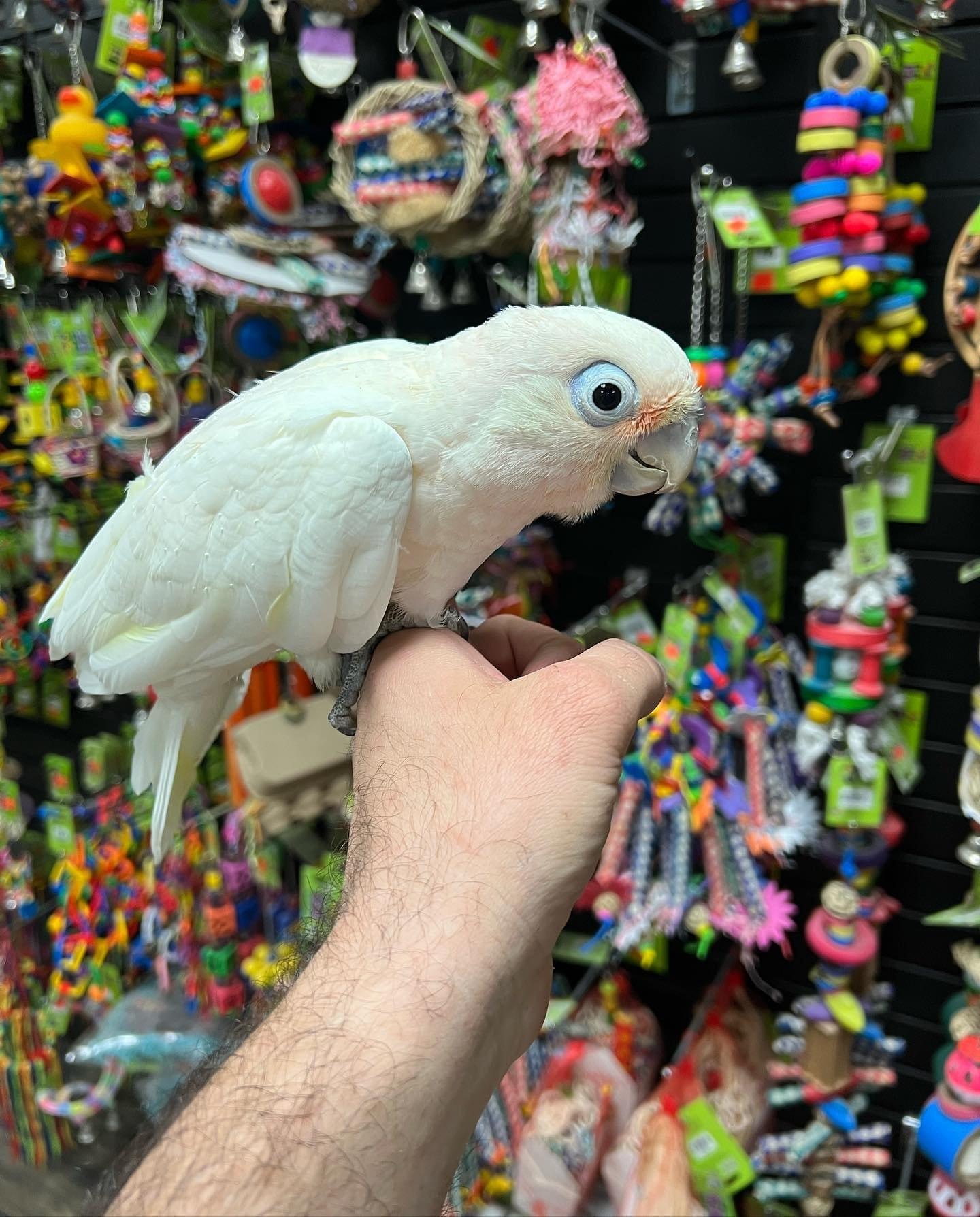 Cockatoo Parrot for Sale UK | Hand-Raised Cockatoos